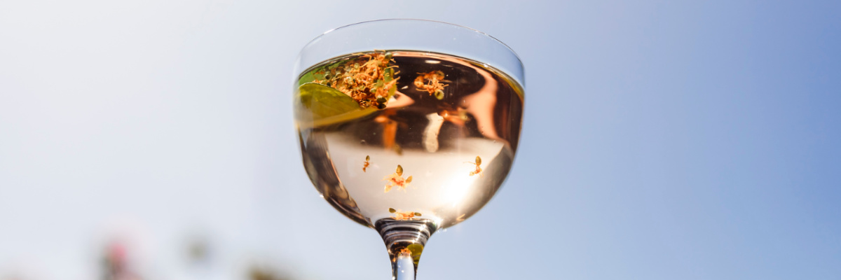 Celebrate Gin Week with a Green Ant Martini